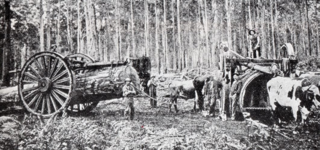 Taranaki’s First Polish Families – Polish History New Zealand